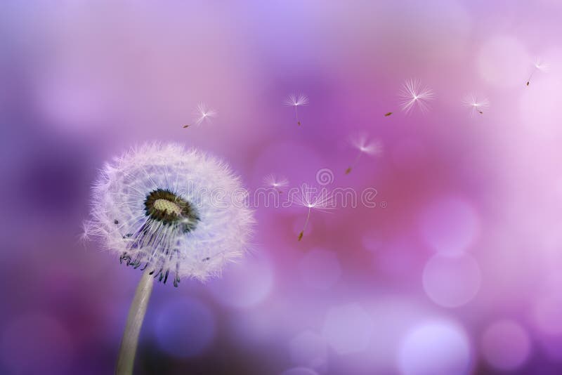 Maskros arkivfoto. Bild av blomma, tillväxt, fluffigt - 40776528