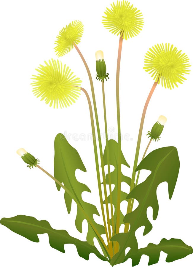 Maskros stock illustrationer. Illustration av ört, floror - 8464703