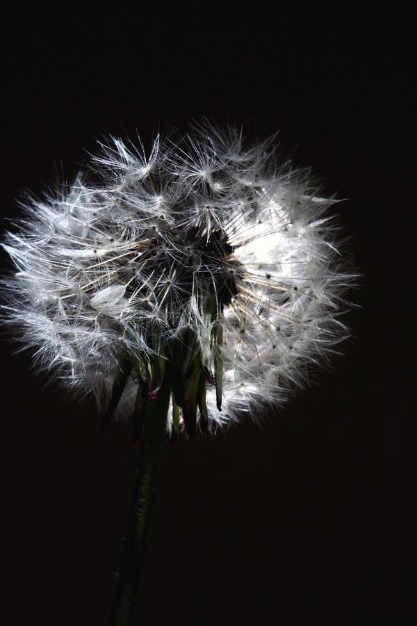 Maskros arkivfoto. Bild av obesväradt, elegans, lycka - 5252608