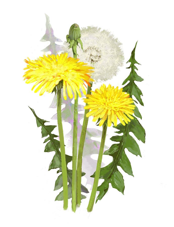 Maskros Stock Illustrationer, Vektorer, & Clipart – (13,788 Stock ...