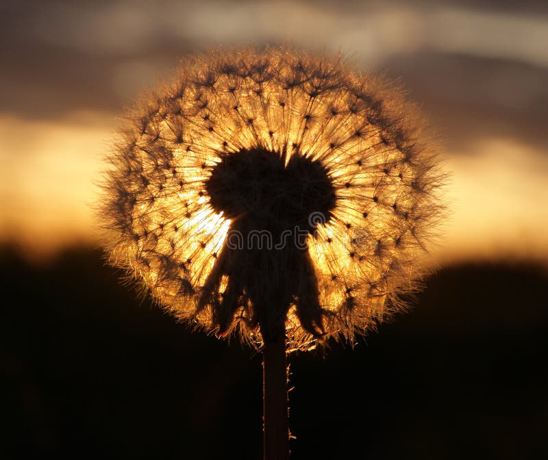 Maskros arkivfoto. Bild av frö, blomma, bostonian, seed - 5343122