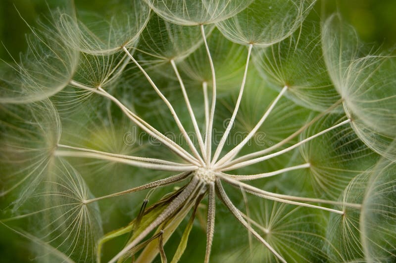 Maskros arkivfoto. Bild av makro, huvud, detalj, natur - 92386360