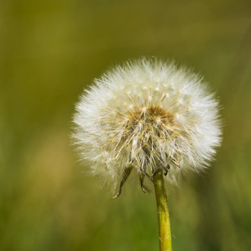 Maskros arkivfoto. Bild av textur, fokus, nytt, modell - 64400774
