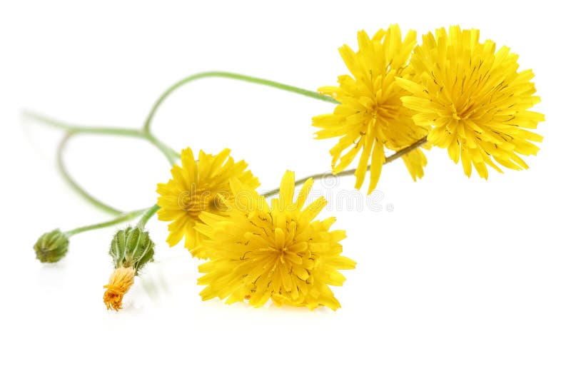 Maskros arkivfoto. Bild av skjutit, kunna, pollen, guld - 69387756