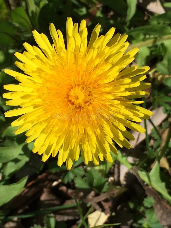 Maskros fotografering för bildbyråer. Bild av maskros - 72675241