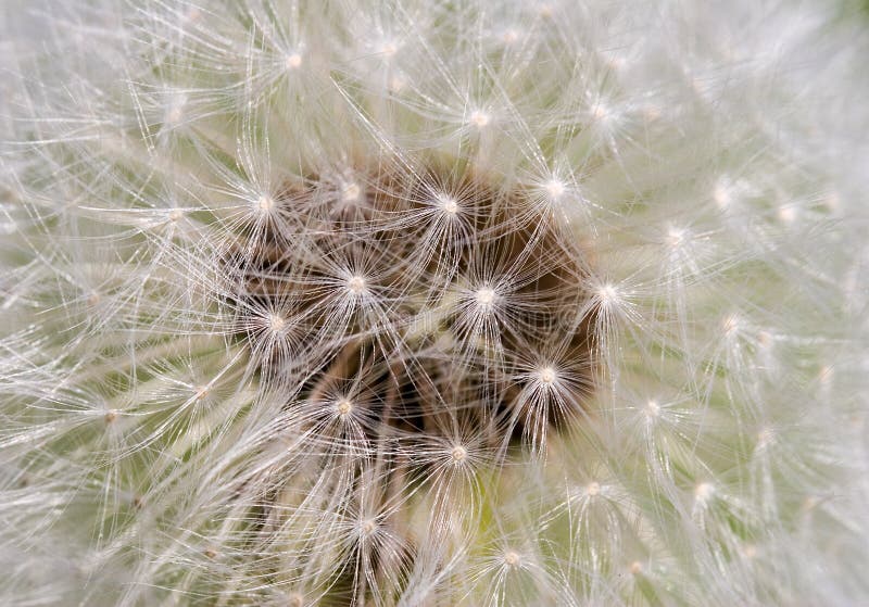 Maskros Bild. Bild: 747800