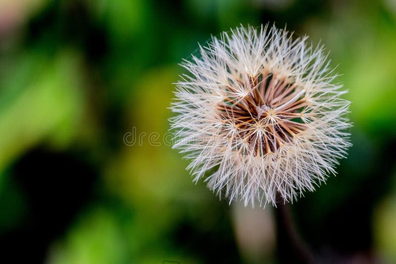 Maskros arkivfoto. Bild av begrepp, maskros, flyg, frihet - 79331918