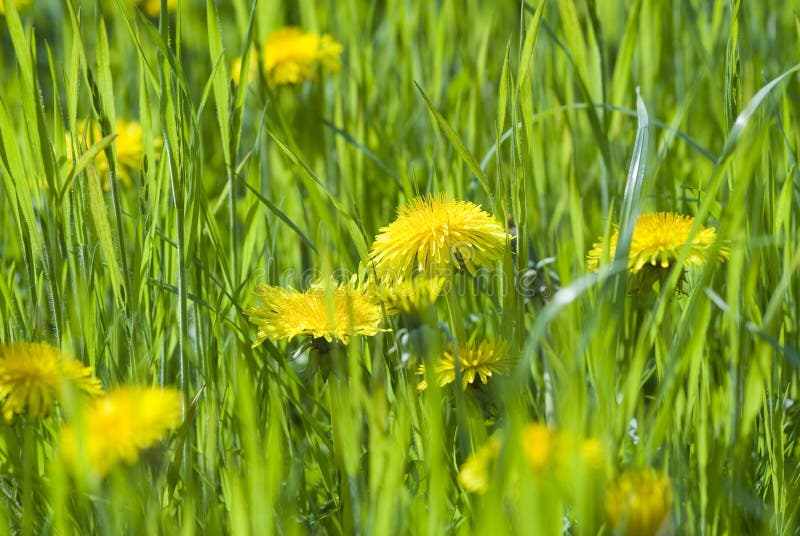 Maskros arkivfoto. Bild av maskros, växt, sommar, frö - 5343122