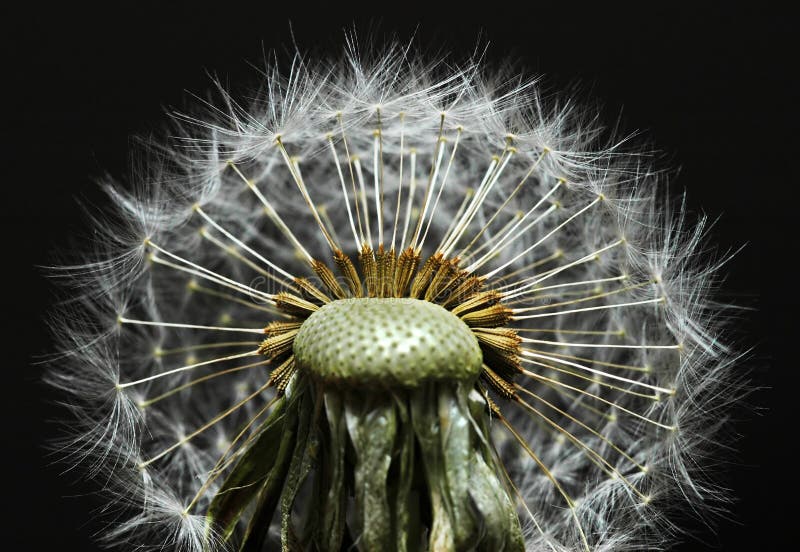 Maskros arkivfoto. Bild av puff, växt, sugga, ändring, omformning - 813392