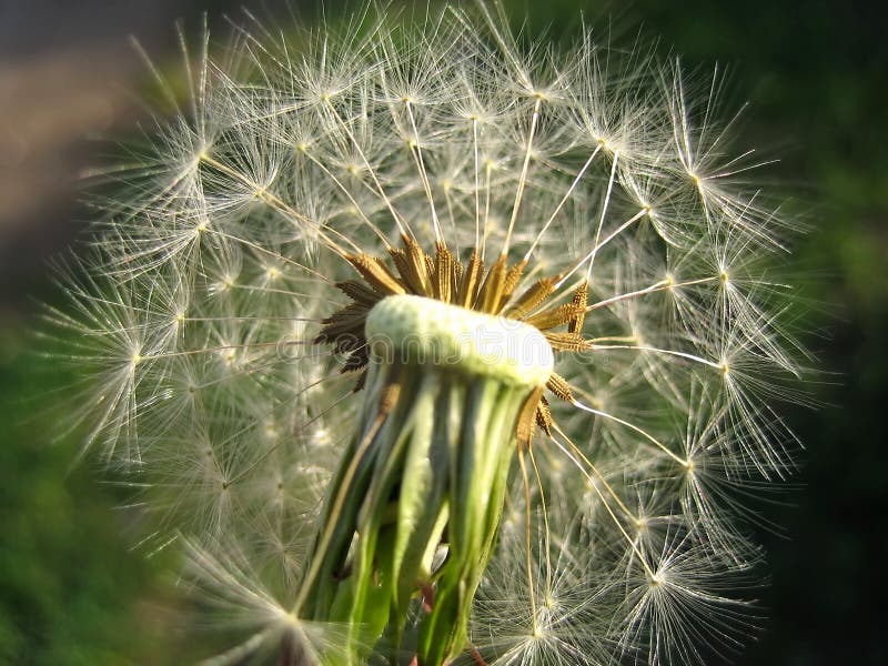 Maskros arkivfoto. Bild av äng, bräckligt, floror, grön - 900060