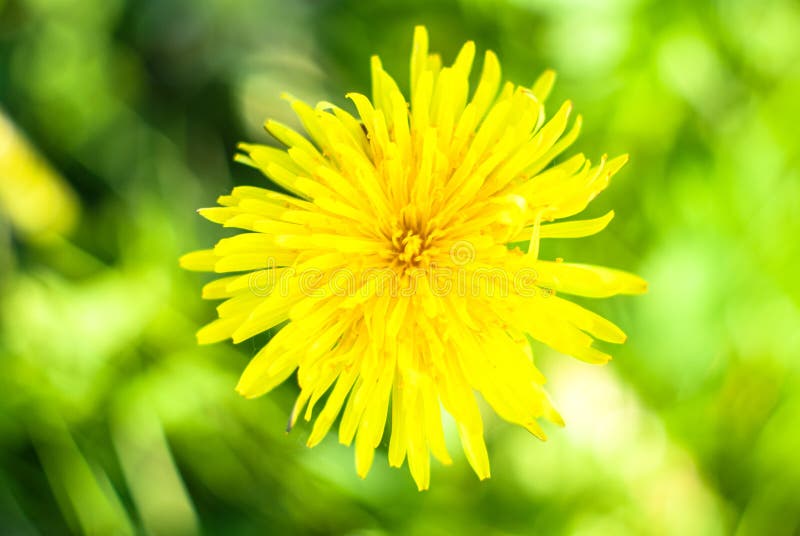 Maskros arkivfoto. Bild av äng, färger, grön, brigham - 83426226