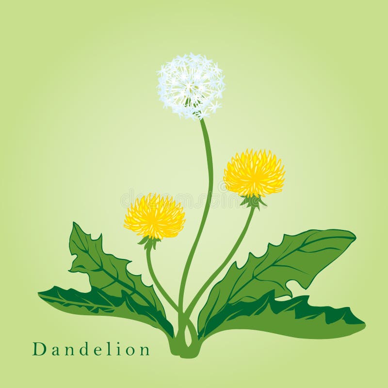 Maskros Stock Illustrationer, Vektorer, & Clipart – (6,582 Stock ...