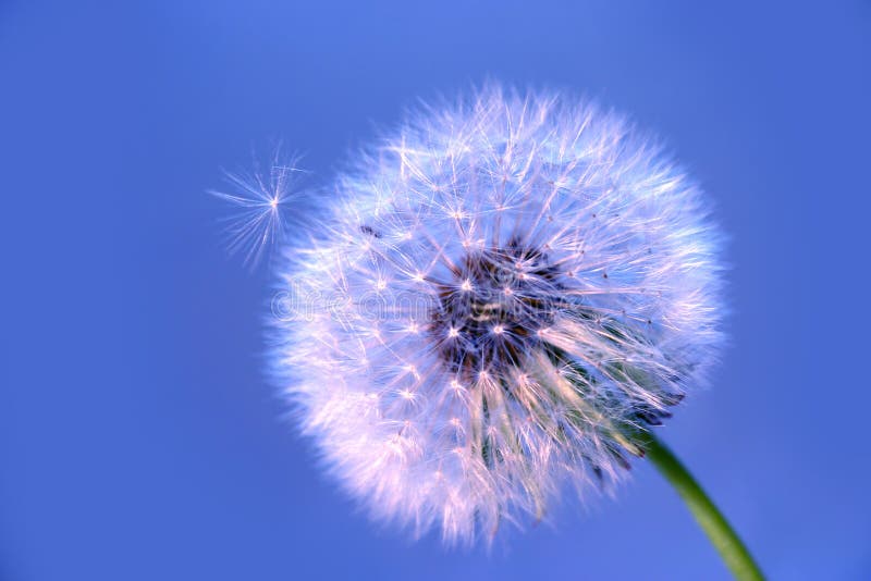 Maskrosblomma, Isolerad På Vit Bakgrund Fotografering för Bildbyråer ...