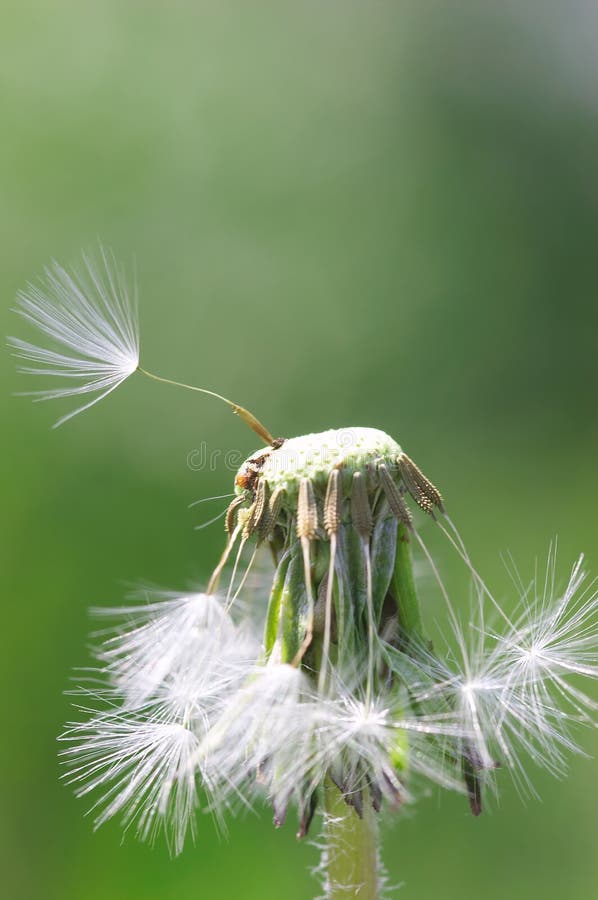 Maskros fotografering för bildbyråer. Bild av mogna, förgrund - 876059