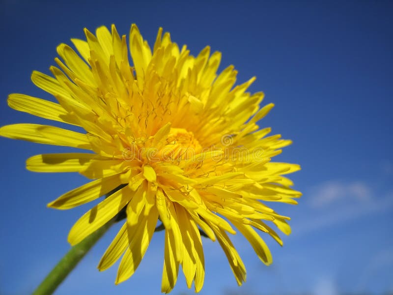 Maskros arkivfoto. Bild av äng, bräckligt, floror, grön - 900060
