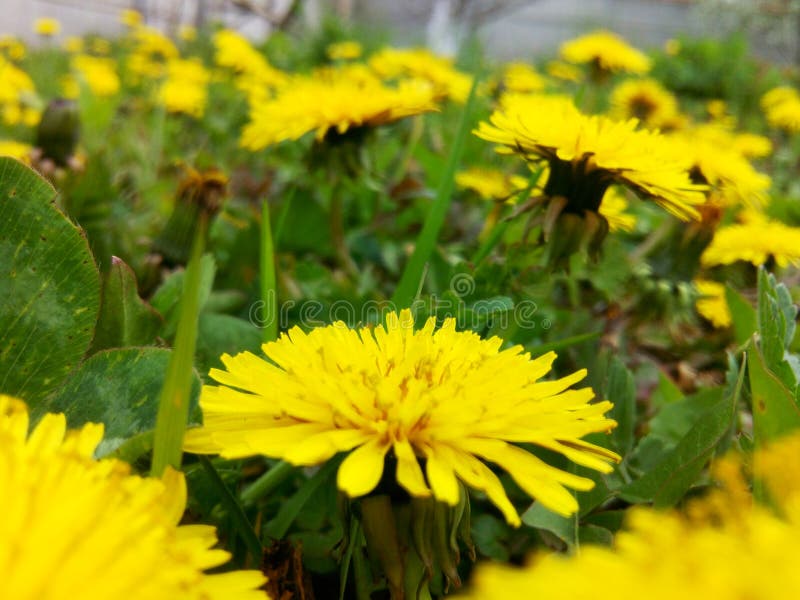 Maskros arkivfoto. Bild av annonsering - 92568704