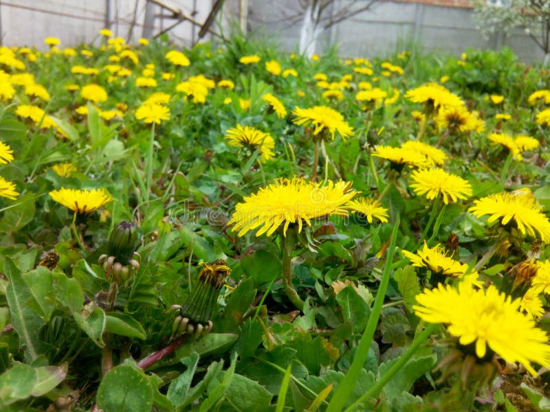 Maskros arkivfoto. Bild av naturligt, släkt, när, kort - 92568704