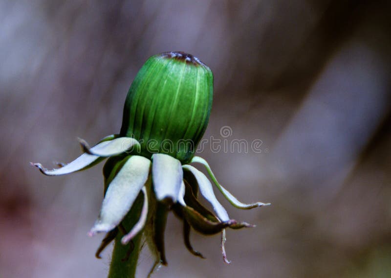 Maskros fotografering för bildbyråer. Bild av maskros - 91933569