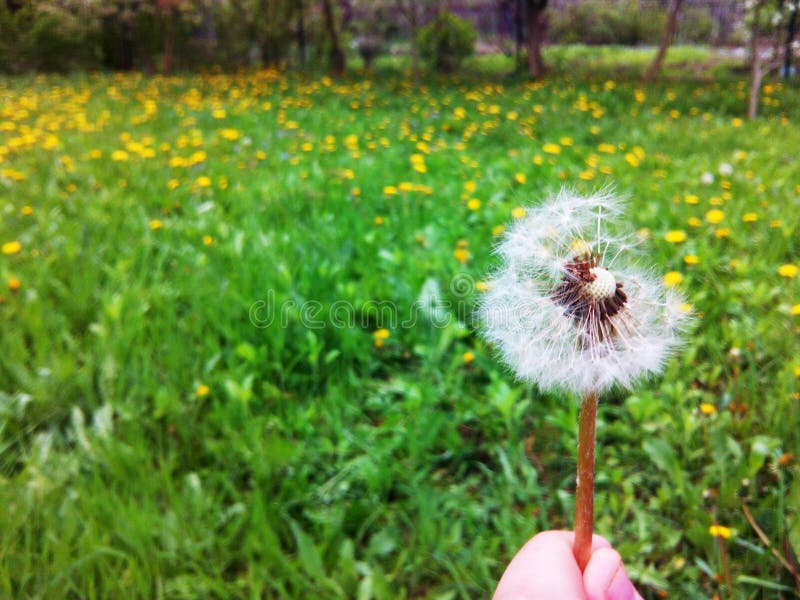 Maskros arkivfoto. Bild av annonsering - 92568704