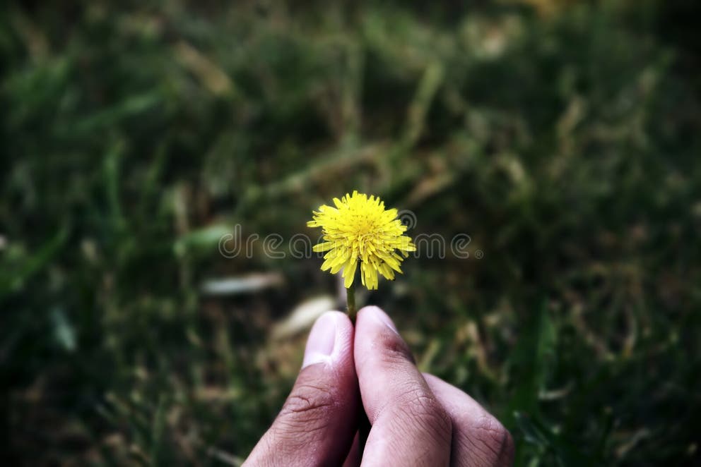 Maskros fotografering för bildbyråer. Bild av maskros, fingrar - 93003