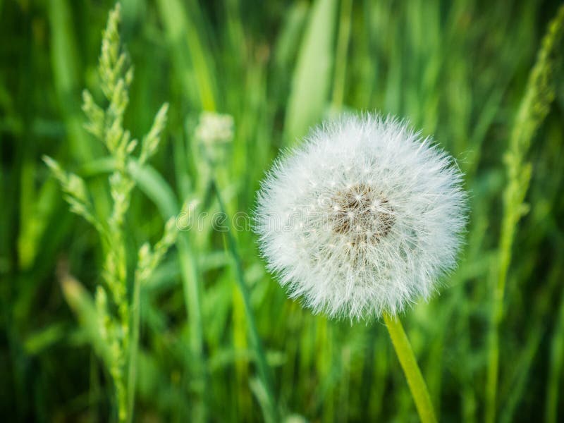 Maskrosklocka I Morgonsolen Fotografering för Bildbyråer - Bild av ...
