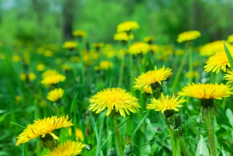 Maskros fotografering för bildbyråer. Bild av livstid - 11886217