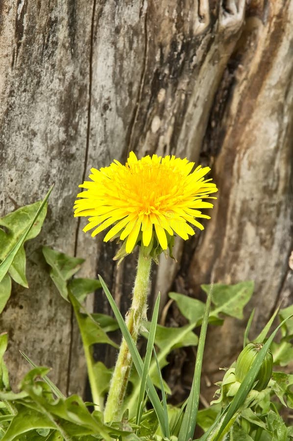 Gul maskros arkivfoto. Bild av stängning, nytt, begrepp - 32191378
