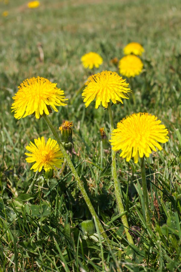 Maskros bland blommor fotografering för bildbyråer. Bild av barrikaden ...