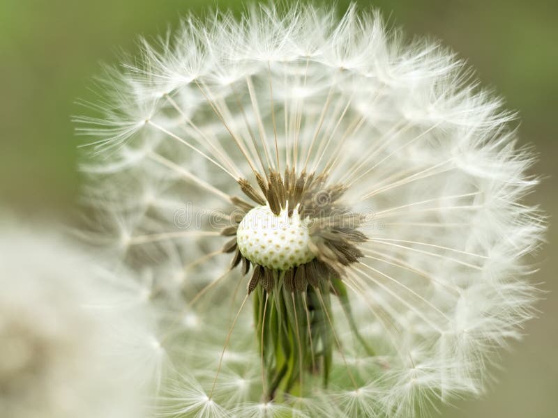 Maskros En Urblekt Maskros Boke Fotografering för Bildbyråer - Bild av ...