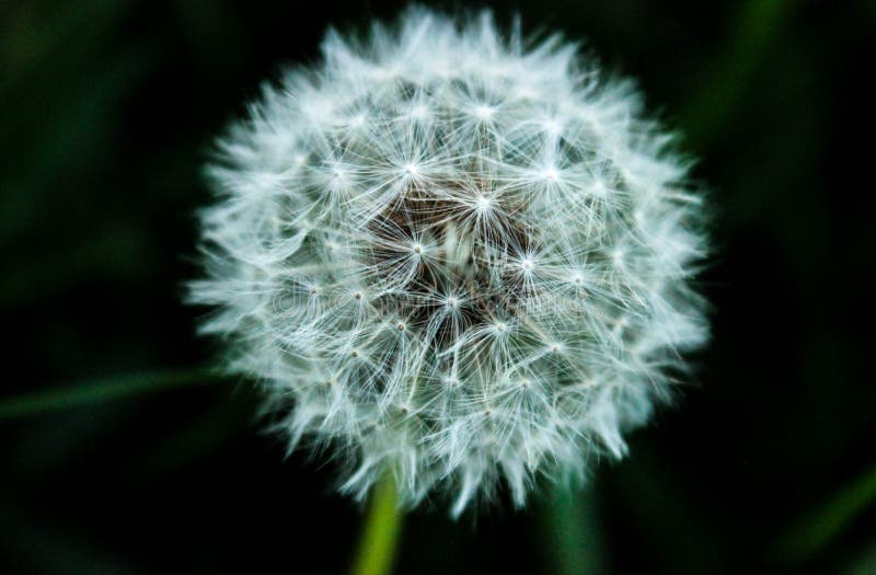 Maskros Fluffig Blomma, Luftblomma, Vit Blomma Fotografering för ...