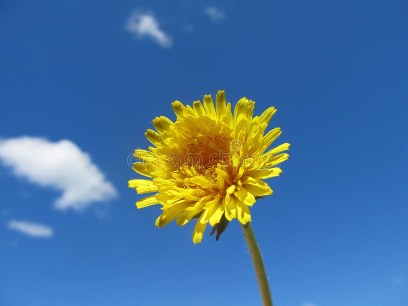 Gul Maskros En Bakgrund Med En Blomma Arkivfoto - Bild av maskros, grön ...