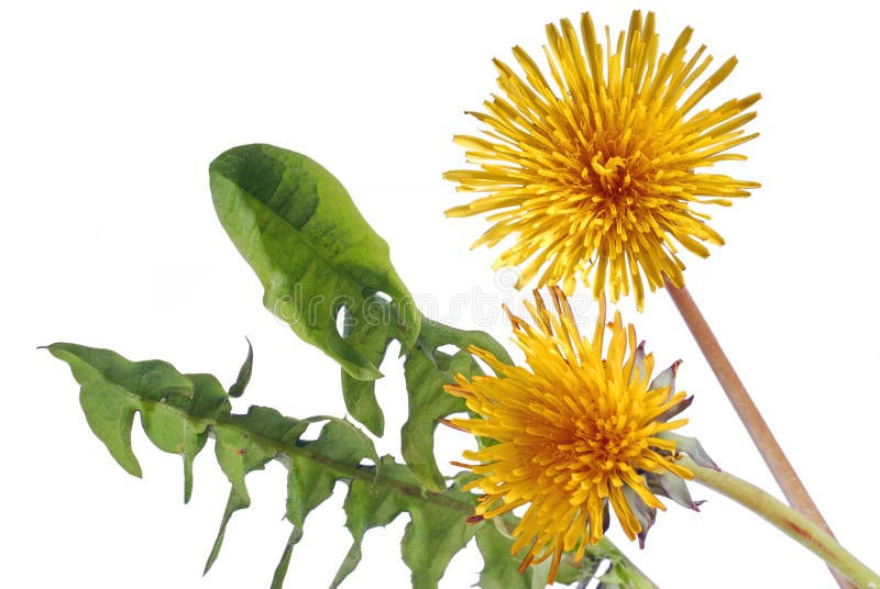 Maskros isolerad white arkivfoto. Bild av bakgrund, vitt - 15350656