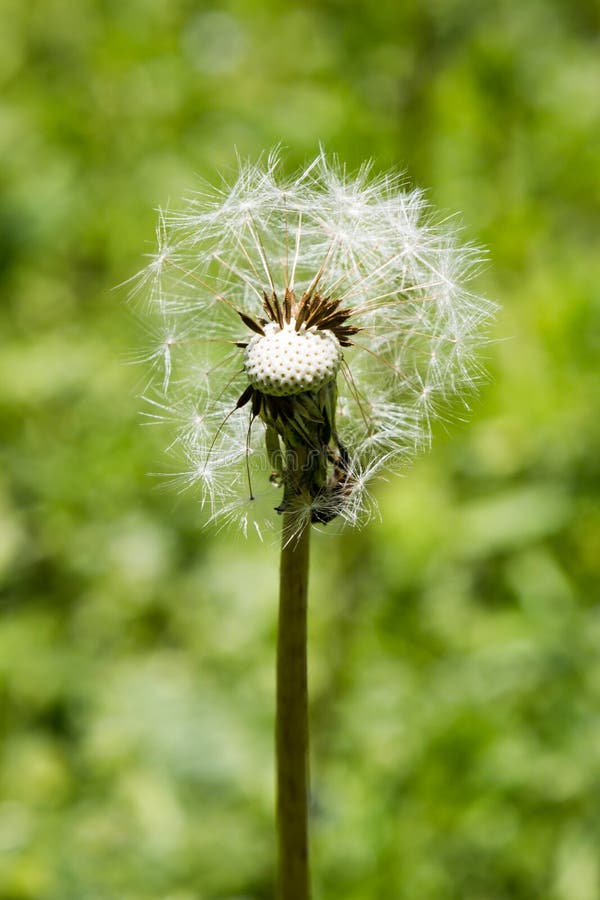 Maskros ner fotografering för bildbyråer. Bild av detalj - 106564711