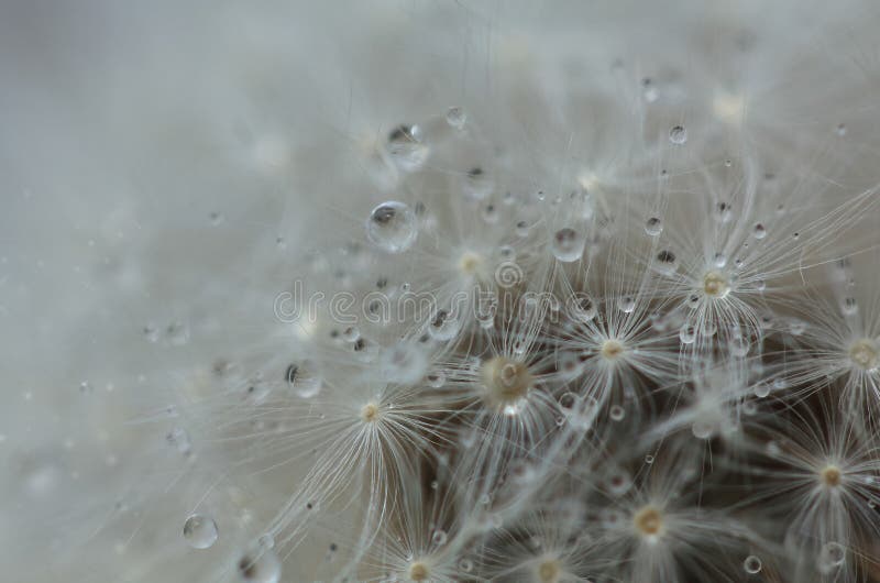 Maskros ner fotografering för bildbyråer. Bild av spridd - 41364071