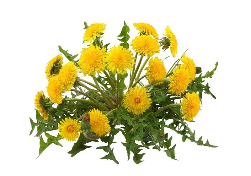 Maskros Som Isoleras På Vit Bakgrund Arkivfoto - Bild av isolerat ...