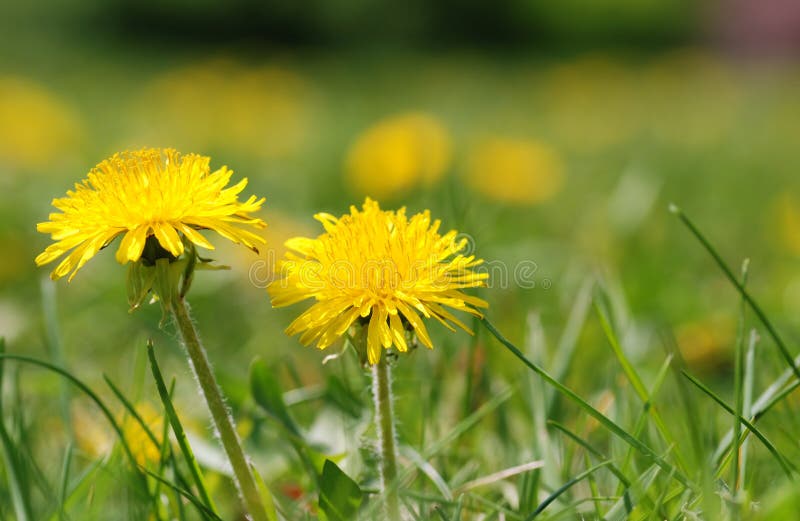 Maskrosor fotografering för bildbyråer. Bild av skönhet - 9702387