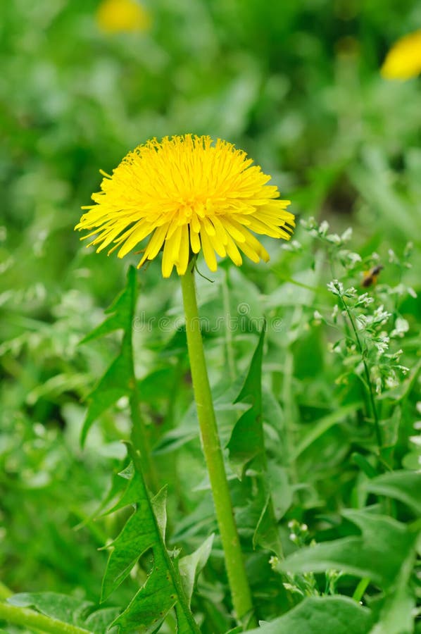 56594 gemensamma maskrosor arkivfoto. Bild av natur, blom - 13485712