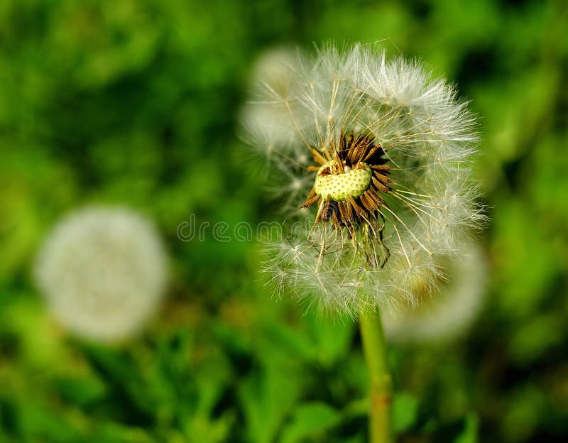 Maskrosen fotografering för bildbyråer. Bild av frö, blomma - 31579473