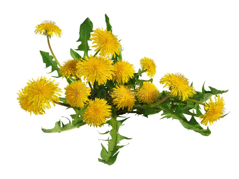 Maskrosen Blommar Den Isolerade Busken Fotografering för Bildbyråer ...