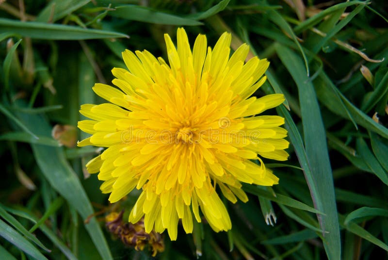 Blomma Guling, Flora, Maskros Bild. Bild: 108046335