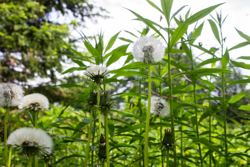 Maskrosor fotografering för bildbyråer. Bild av fotografi - 101211267