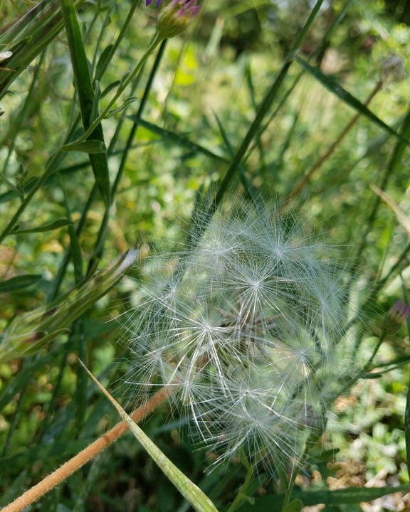 Maskrosor arkivfoto. Bild av glimma, maskrosor, gräs - 126564412