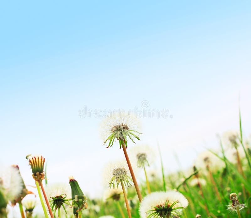 Maskrosor arkivfoto. Bild av fält, himmel, grön, säsong - 12394818