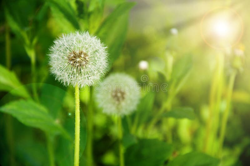 Maskrosor fotografering för bildbyråer. Bild av natur - 19551431