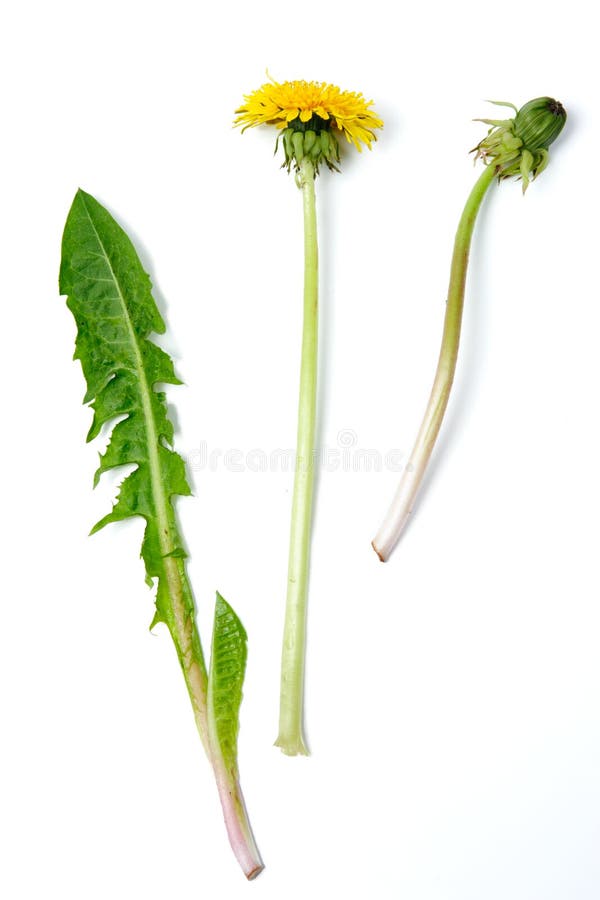 Maskrosor arkivfoto. Bild av natur, sommar, bakgrund - 19624020