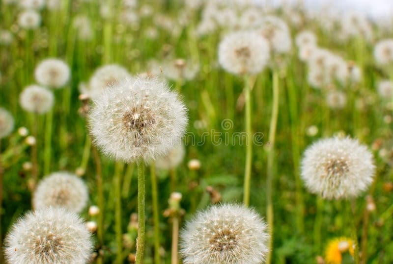Maskrosor arkivfoto. Bild av natur, gräs, vitt, säsongsbetonat - 19851878