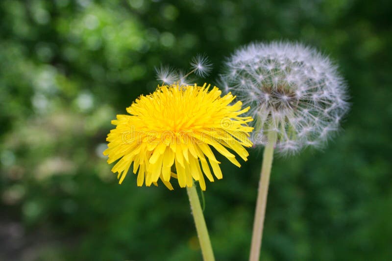 Maskrosor arkivfoto. Bild av fält, himmel, grön, säsong - 12394818