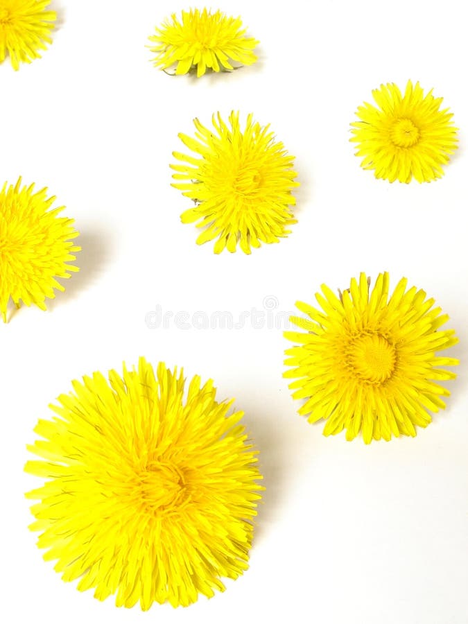 Maskrosäng arkivfoto. Bild av utomhus, horisont, fält - 24998816