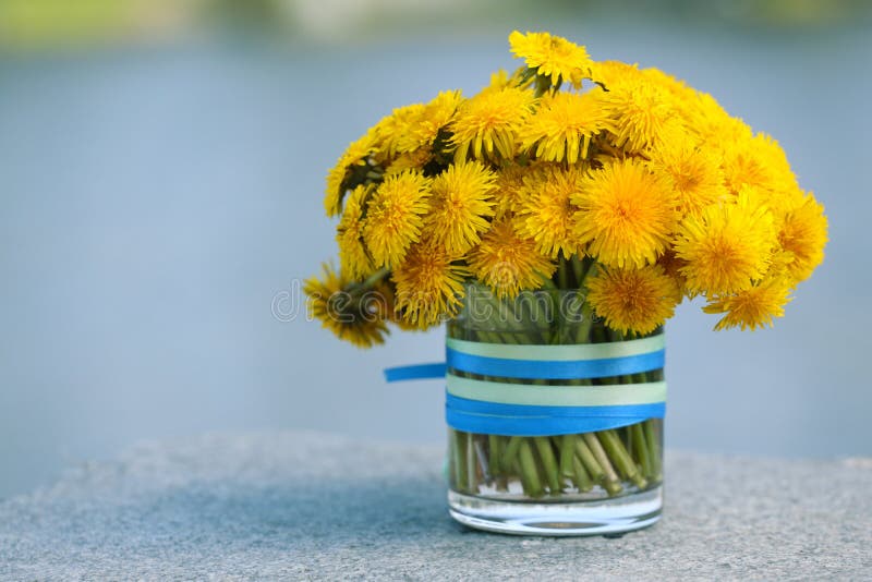 Maskrosor arkivfoto. Bild av band, natur, sommar, bostonian - 35638070