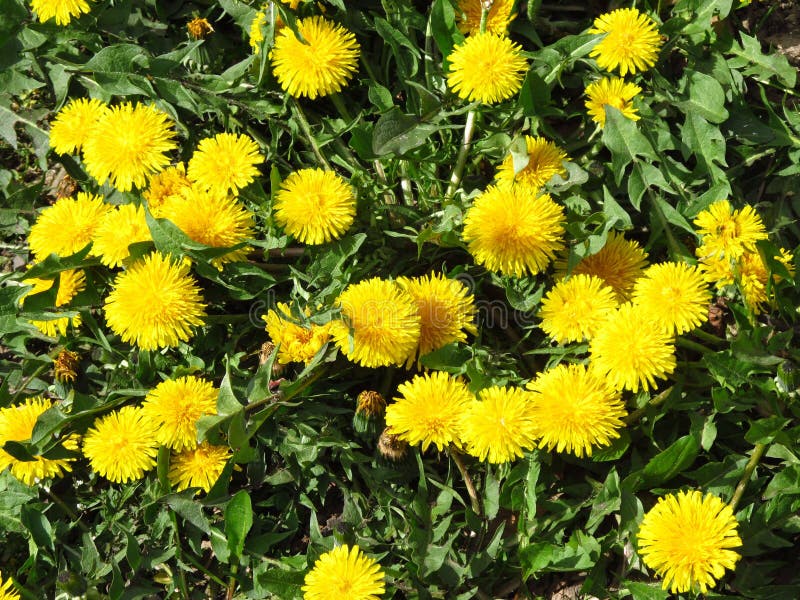 Maskrosor fotografering för bildbyråer. Bild av bostonian - 71177201